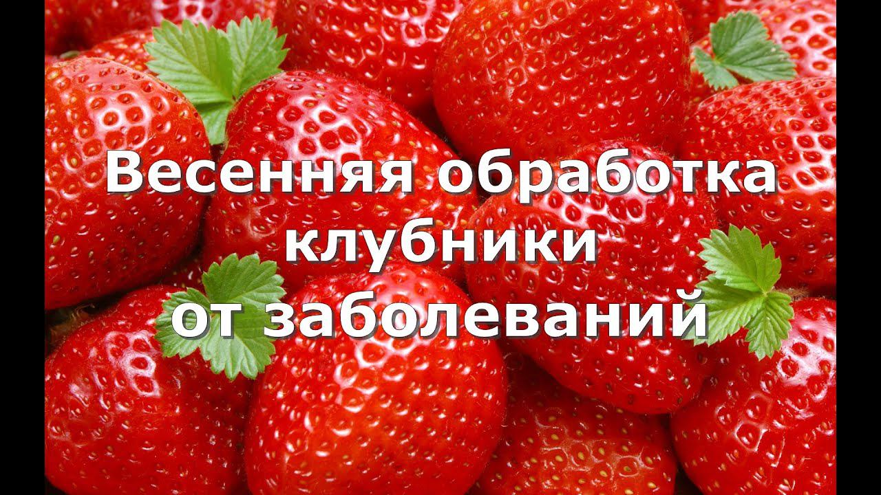 ВЕСЕННЯЯ ОБРАБОТКА КЛУБНИКИ ОТ ЗАБОЛЕВАНИЙ.