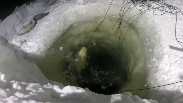 Перемет с живцом отработал на ОТЛИЧНО! Рыбалка морозным вечером