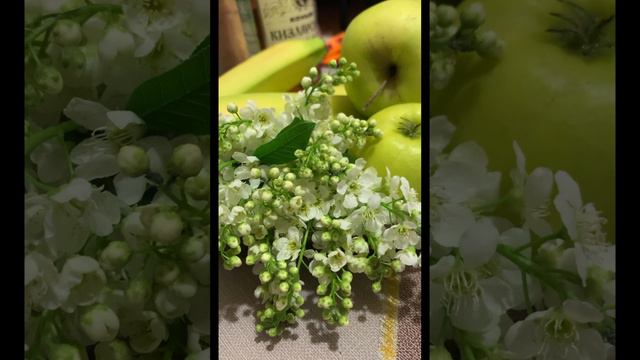 Черемуха привела холодную погоду!