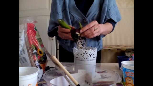 ГИАЦИНТ-вестник весны!.mp4