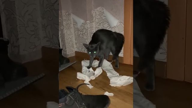 Котэ помогает делать ремонт.