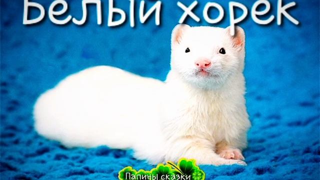 Белый хорёк (нивхская народная сказка)