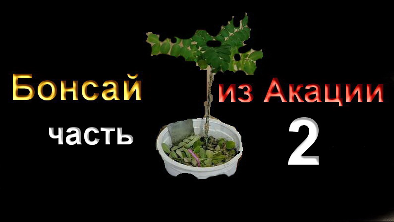 2Бонсай с самого начала из желтой акации часть 2 Bonsai from the start of yellow acacia part 2.mp4