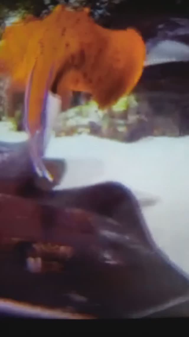 Электрический оранжевый СКАТ и рыбы коралловых рифов🤔🐠#Shorts