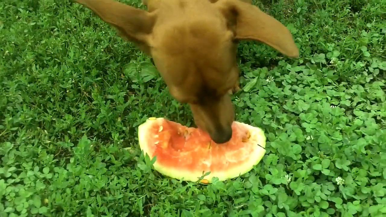 #vegan ЧТО СКАЖИТЕ НА ЭТО МЯСОЕДЫ !?