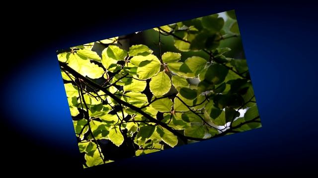 Тренинг Шульца.