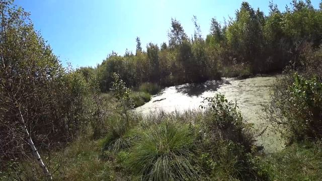 Ходовая охота на уток. Шикарный промах и попадание. Август 2019г