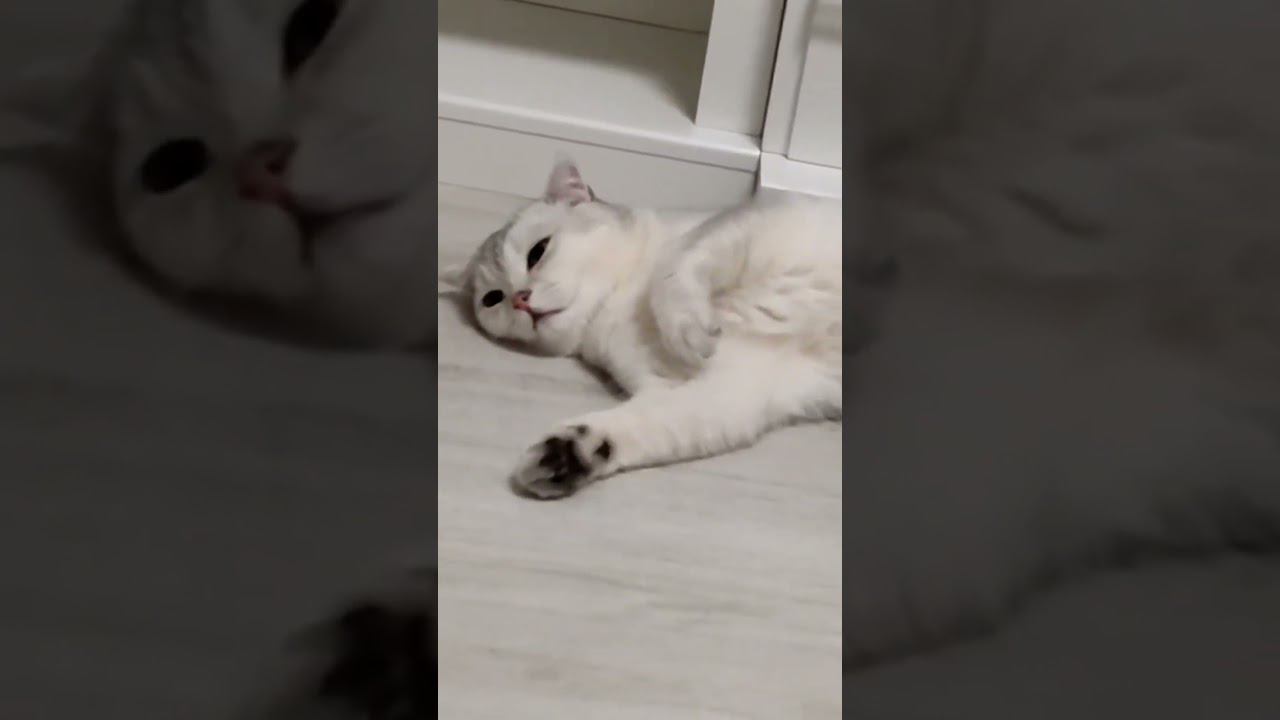 Прекрасный день!#cat #кот #catlover #котики #тренды #рекомендации