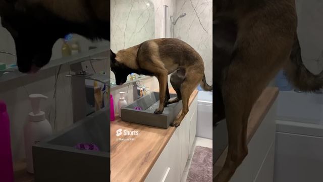 Кузнечик! Вижу цель, не вижу препятствий! ?