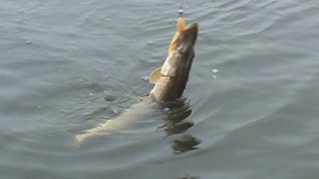 Рыболовный " МАГАЗИН НА ДИВАНЕ" №2