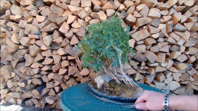 Бонсай открытая книга от А до Zють Шефлеры корни баньян 40 часть