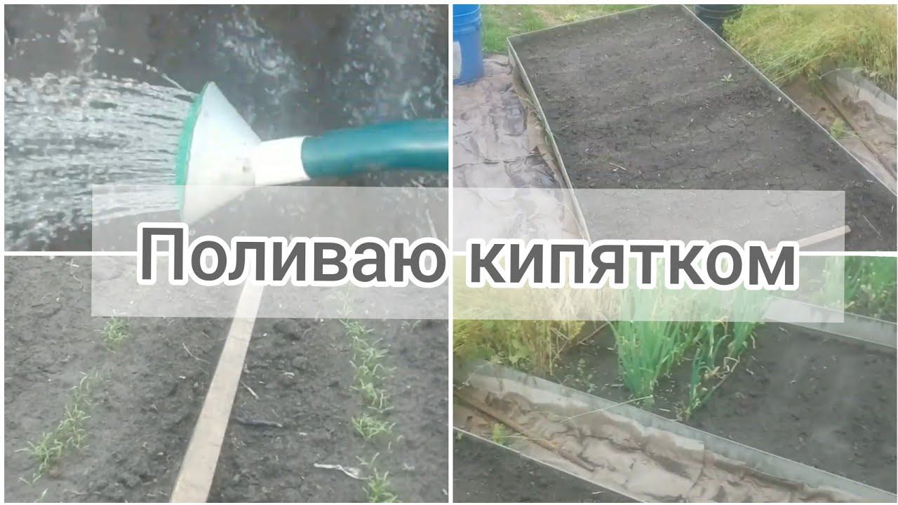 ПОЛИВАЮ КИПЯТКОМ СЕМЕНА, ЧТО ПОЛУЧИЛОСЬ?