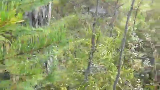 Ориентирование по природным признакам (мох)