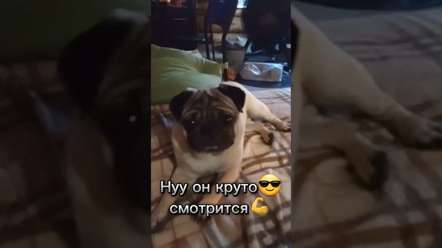 Прикол про мопса и Маяса #shorts