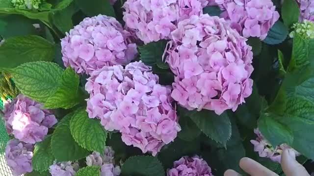 Гортензия крупнолистная, полив сывороткой и подкормка