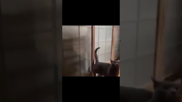 Я тебя выведу гулять.mp4