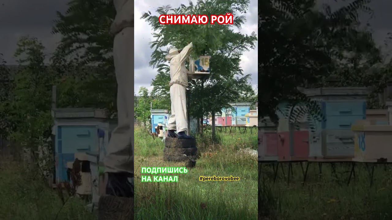 Снимаю рой! ПАСЕКА! #pereborovobee #пасека #пчеловодство #мёд #улей #рой