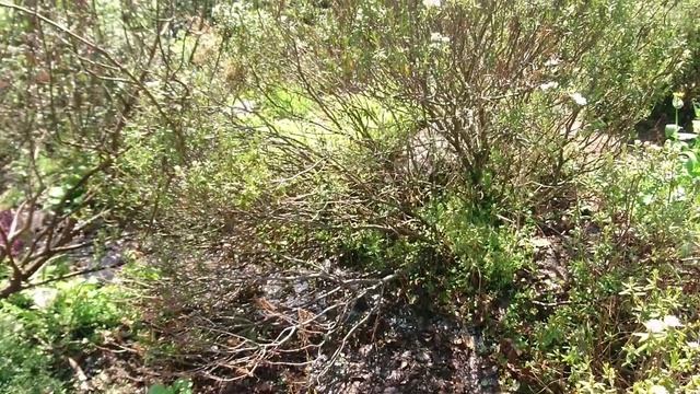 Ботанический сад Орхус, Дания, 19 мая 2022