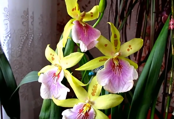 Опять новинка обзор. Очаровательная Мильтония Sunset.Again a novelty. Charming Miltonia Sunset..mp4