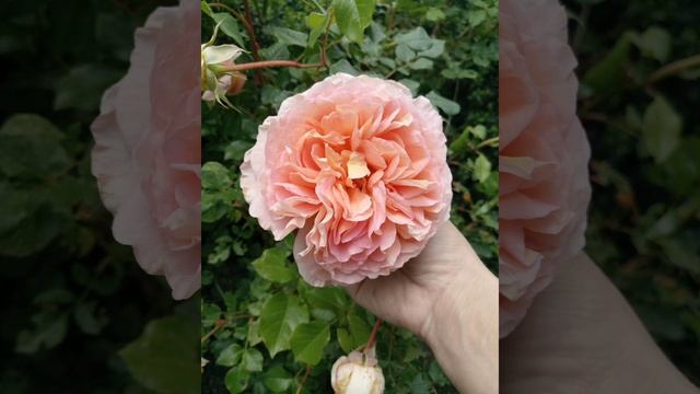 Роза английская Дэвида Остина "Абрахам Дерби" (EnglishRoseAustin Abraham Darby(Великобритания1985г.)