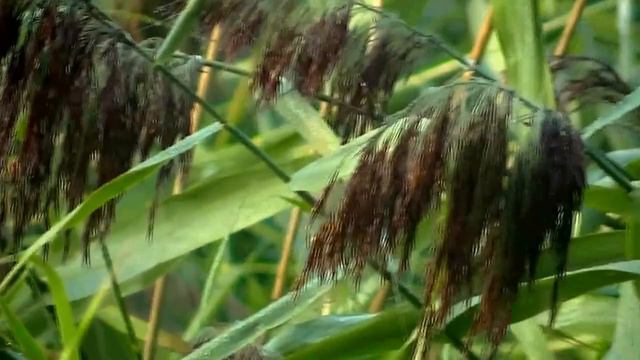 Туманный рассвет -релакс-