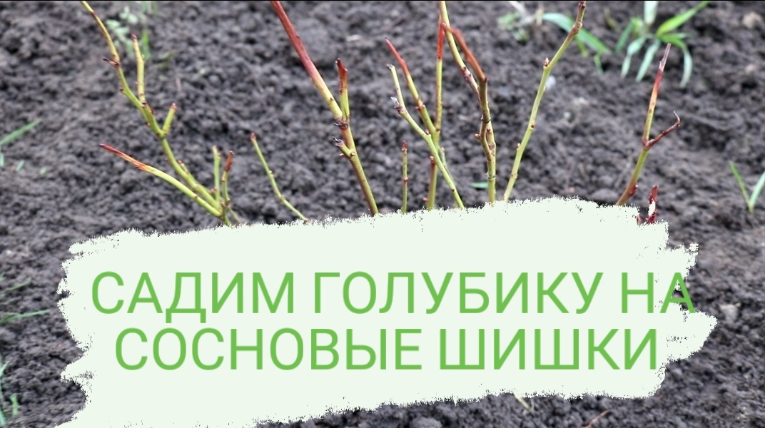 САДИМ ГОЛУБИКУ НА СОСНОВЫЕ ШИШКИ?