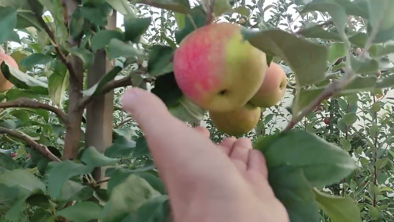 Хоней Крисп 2023