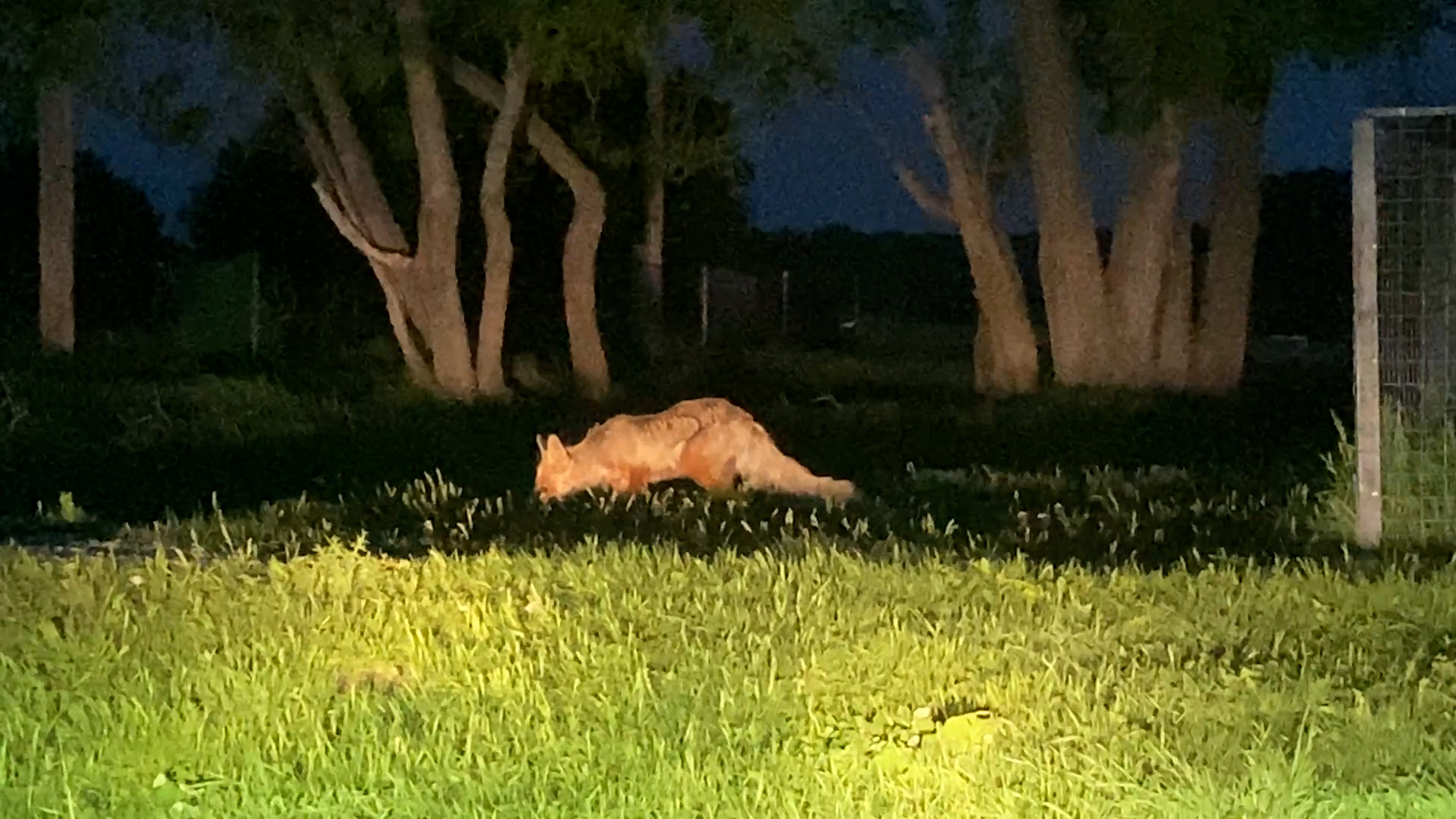 Специальный репортаж. Бешенство - опасно! Как вести себя при встрече с дикими животными