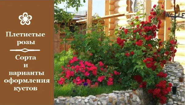 ❀ Плетистые розы: сорта и варианты оформления кустов