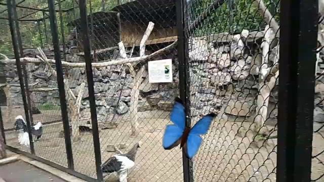 БЕЛОПЛЕЧИЙ ОРЛАН.mp4