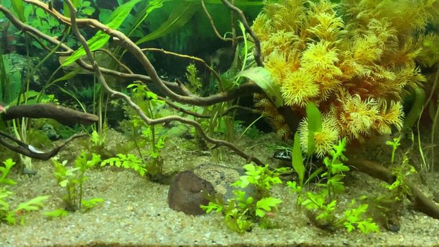 Аквариум 07.2024