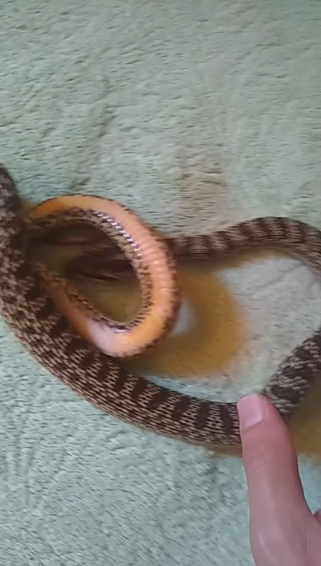 Молодой полоз сарматский 20220705