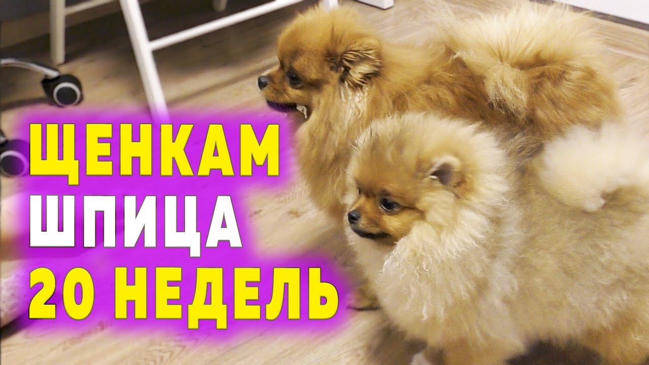 Щенкам шпица 20 недель. Померанский шпиц Тедди – футболист. Поездка в Юргу. Симпарика
