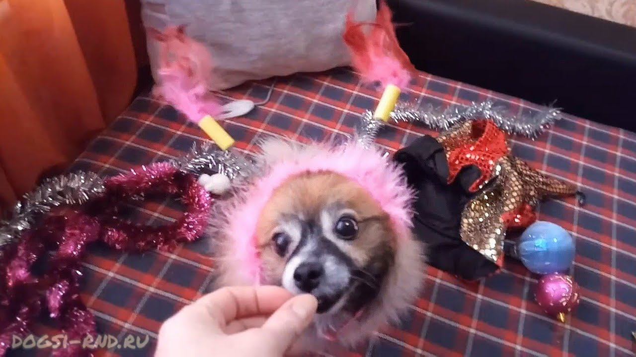 За вкусняхой, теряя рожки ) Новогоднее настроение! Шпиц Джоли