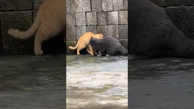 Это не драка, это любовь!