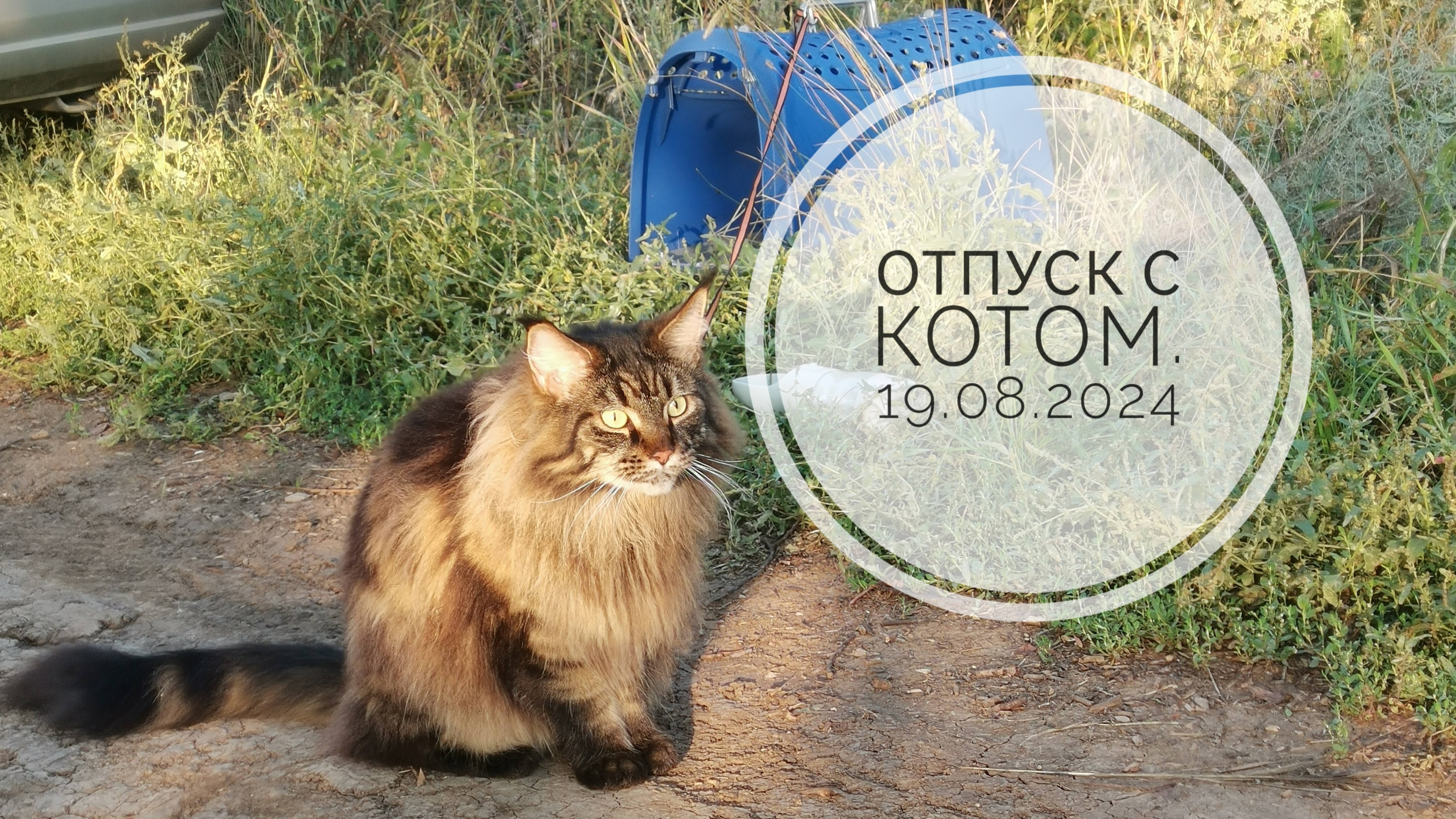 С котом в путешествие. День 1