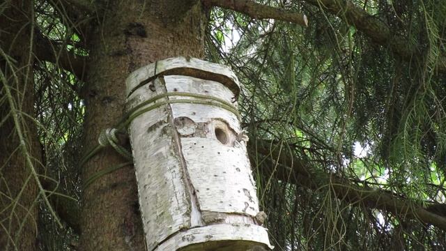 Синицы возле дуплянки