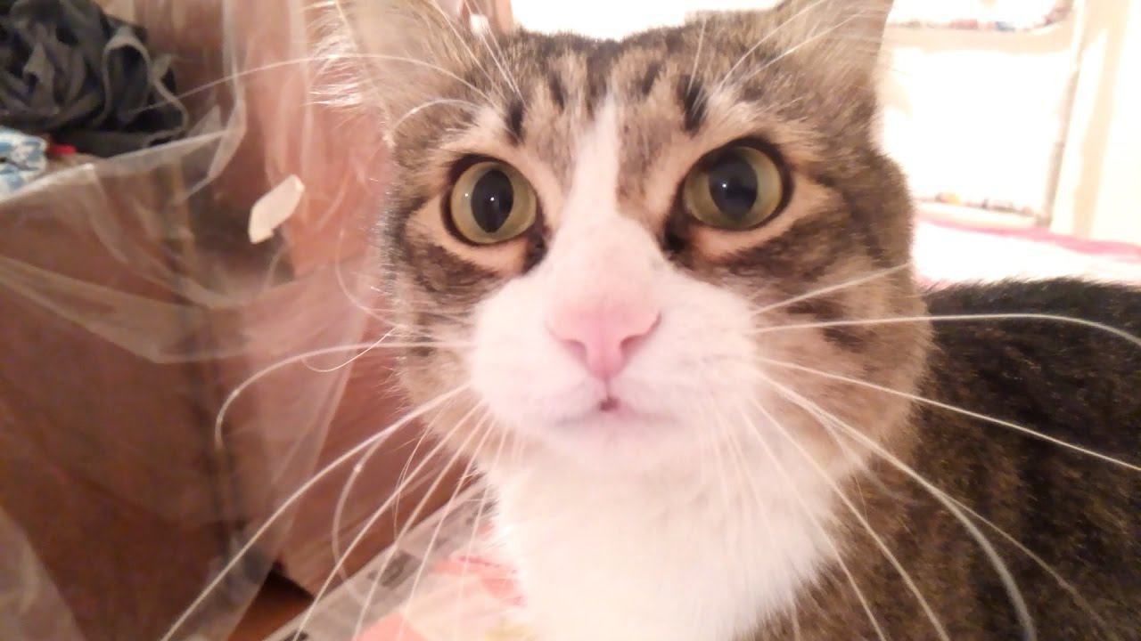 Кот Тишка и его хвостишка!