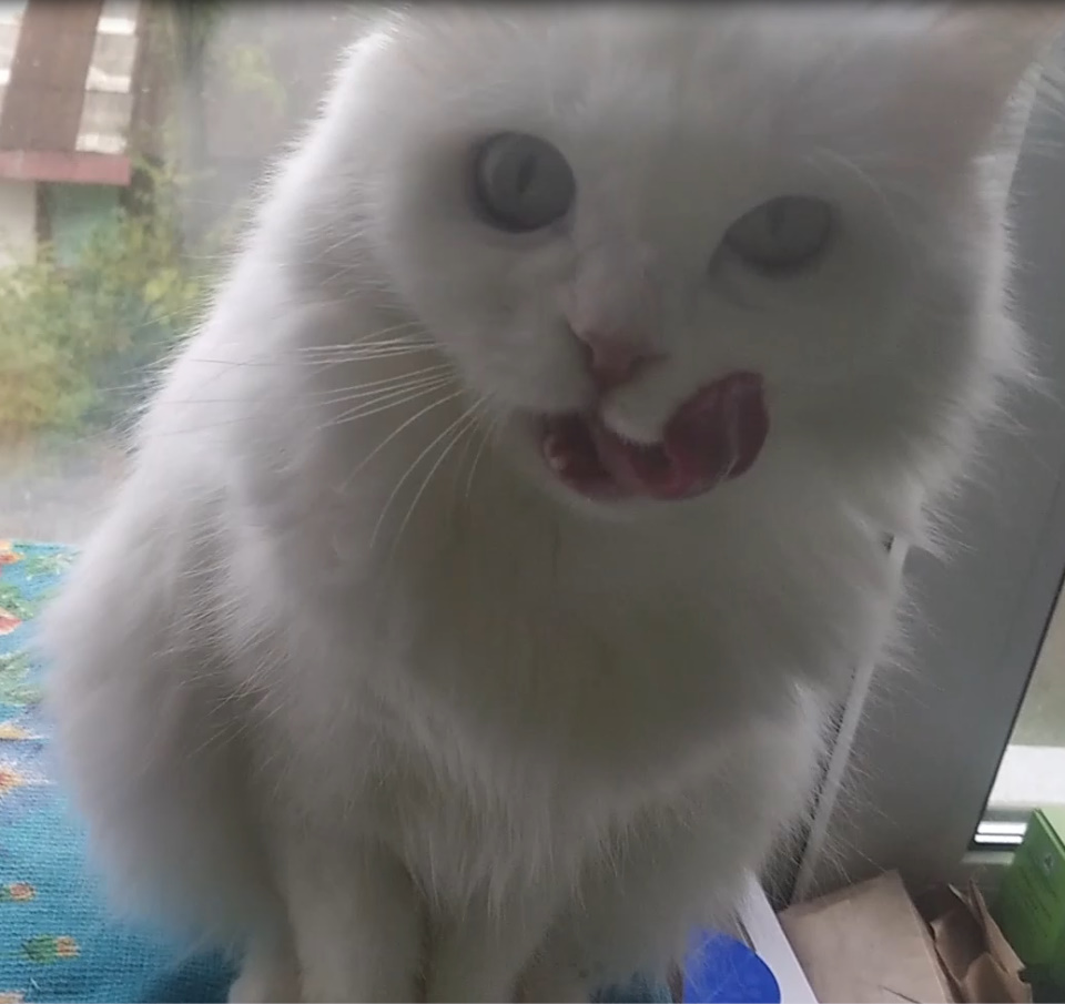 Бусинка. 3 урок! Команды: "сидеть" и "дай лапку".