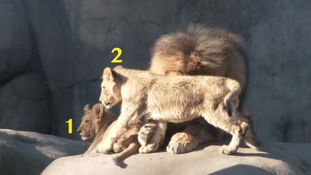 Look Level 1 School Trip 2 Video 8