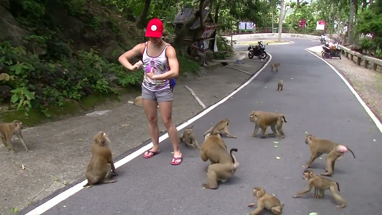 Гора обезьян на Пхукете