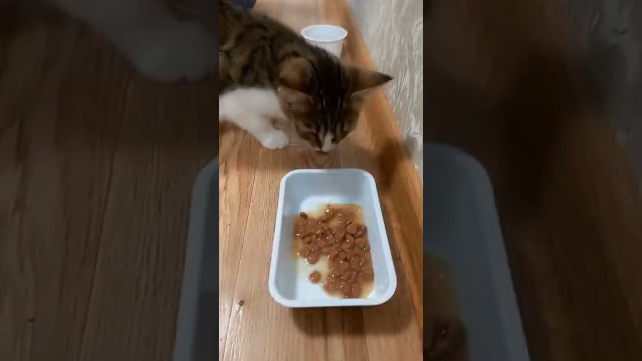 Корм для кошек