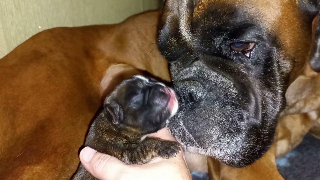 Новорожденный щенок немецкого боксера / Newborn Boxer Puppyвв