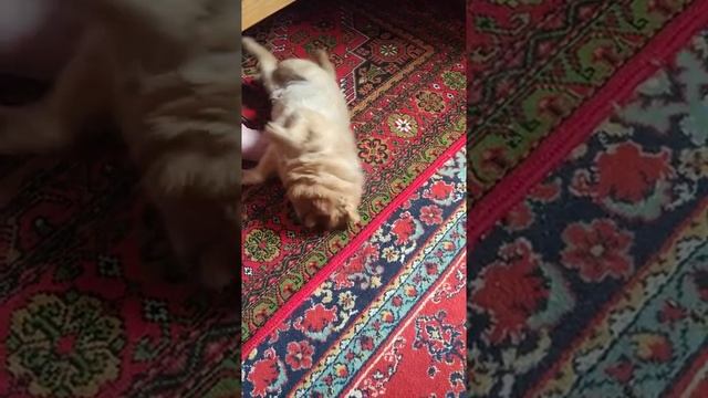 Шпиц пытается почесаться.