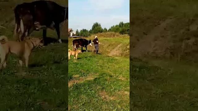 выгул Арии_Лиса помогает.mp4