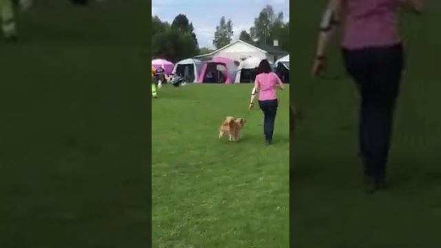 Питеа ,Швеция, выставка собак 2019, пиренейские овчарки