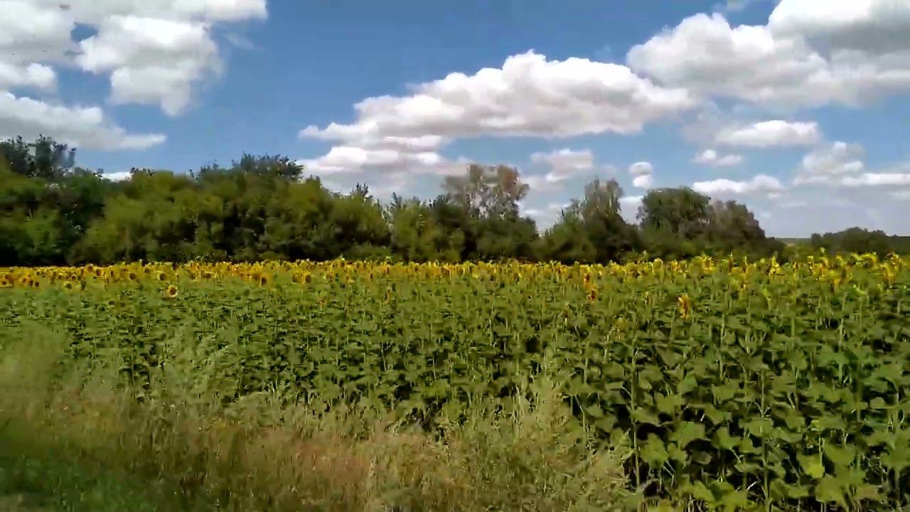 Романтика покоса травы