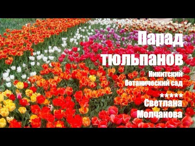 Парад тюльпанов в Никитском ботаническом саду | Интересные места