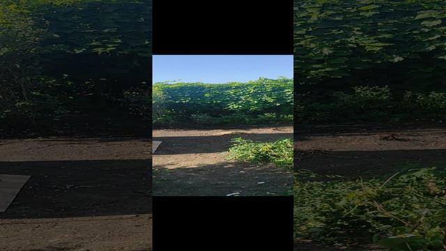 Первый раз за 3 года остался с ночевкой на даче на день рождение .