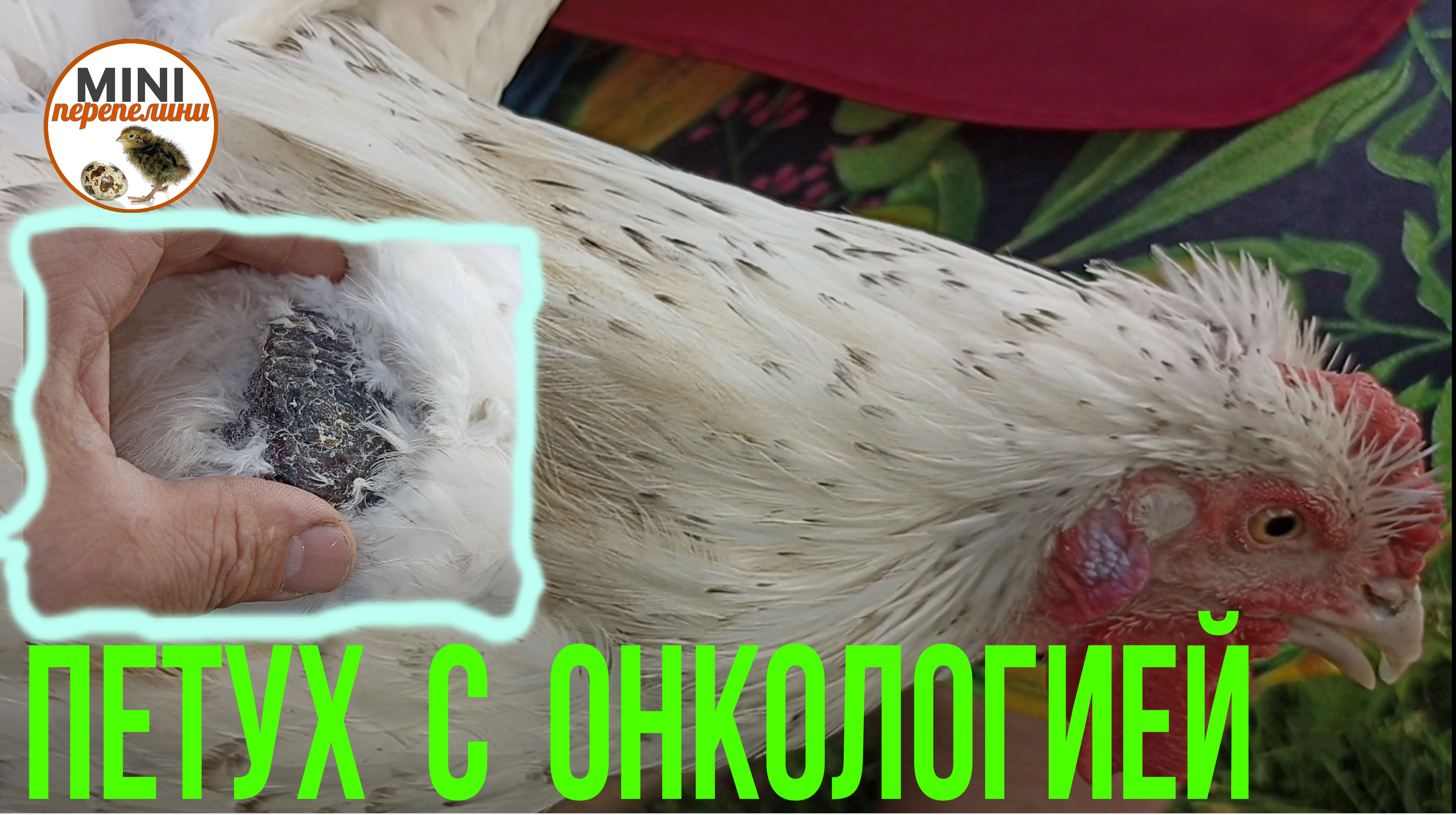Саркома у петуха (предположительно). Слабонервным не смотреть.